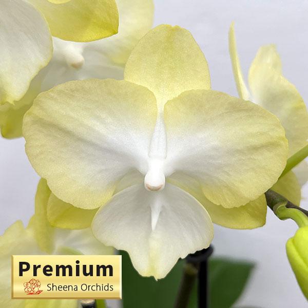 「ティンカーベル」は、2022年の世界らん展でブルーリボン賞を受賞した希少な胡蝶蘭です。優しい黄と白の複色が、まるで春のそよ風のように爽やかさを運び、独特な三角形の複合体の花が美しい立体感を演出します。これまで一部のサンプル出荷のみでしたが...