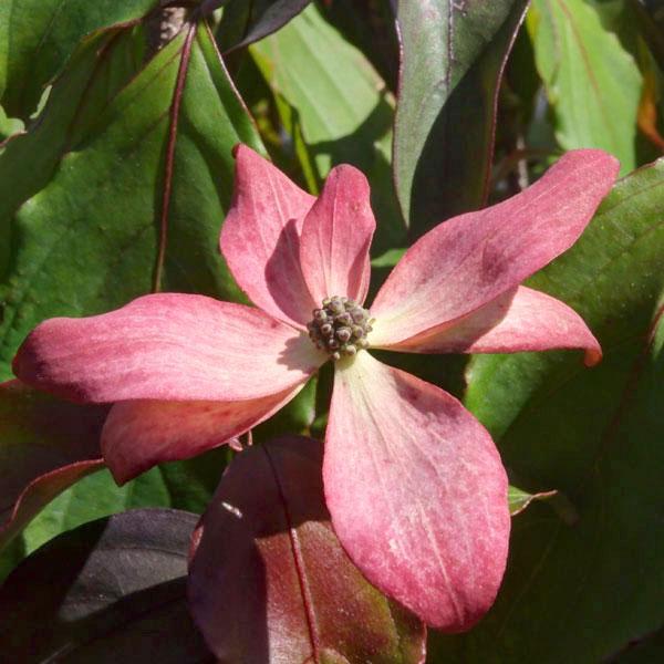 シンボルツリーや庭園樹に リトルルビーは常緑ヤマボウシの画期的な赤花品種。コンパクトな樹形となる品種です。半八重咲きの赤紫色の花が大変魅力的です。また、明るい赤色の新葉は、秋には赤〜紫色へと変化し、晩秋まで楽しめます。半常緑性で寒い地域では...