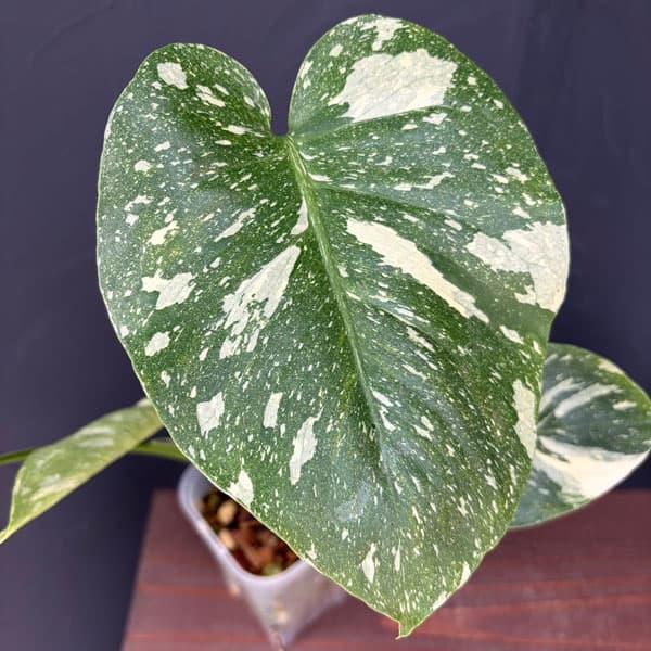 ★入荷から日数が経ったためセール価格となりました。商品の状態は画像と異なる場合があります。★★現品販売★きれいな斑が入っているタイコンステレーションのセレクト株です。斑入りですが、丈夫で育てやすいです。モンステラは、ハート型のつやのある濃緑...