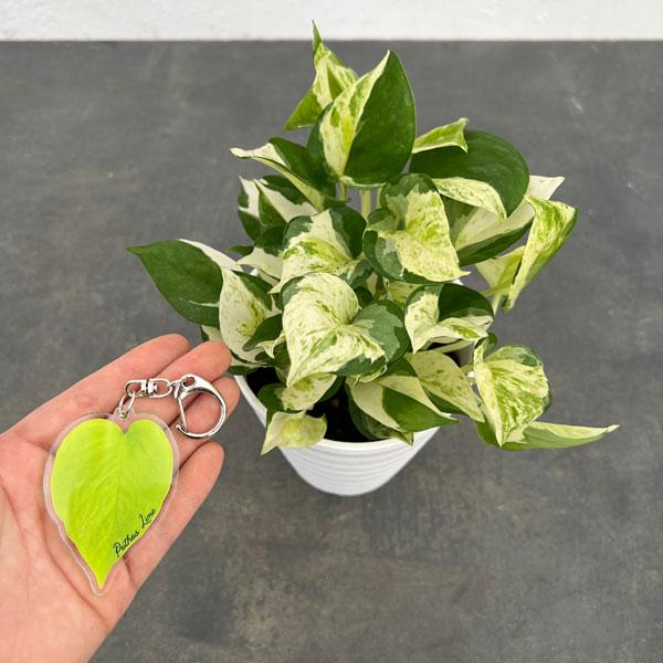 ★オリジナルキーホルダー付き★ポトスグローバルは一時期生産がなくなり、ほぼ一般市場に出てこなかったため「幻のポトス」と呼ばれていました。愛知の浅岡園芸さんから静岡の加藤農園さんへ引き継がれ、大切に育てて少しずつ増やしてくださいました。レモン...
