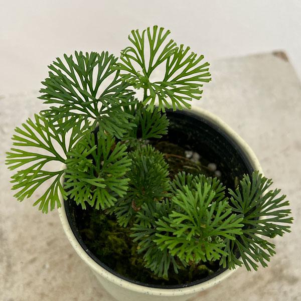 エラフォグロッサムペルタツムは葉の形状のバリエーションが多く、人気の高いシダです。湿度の高い環境を好むため、パルダリウムで育てることもできます。※詳しい商品説明は下のほうに記載があります
