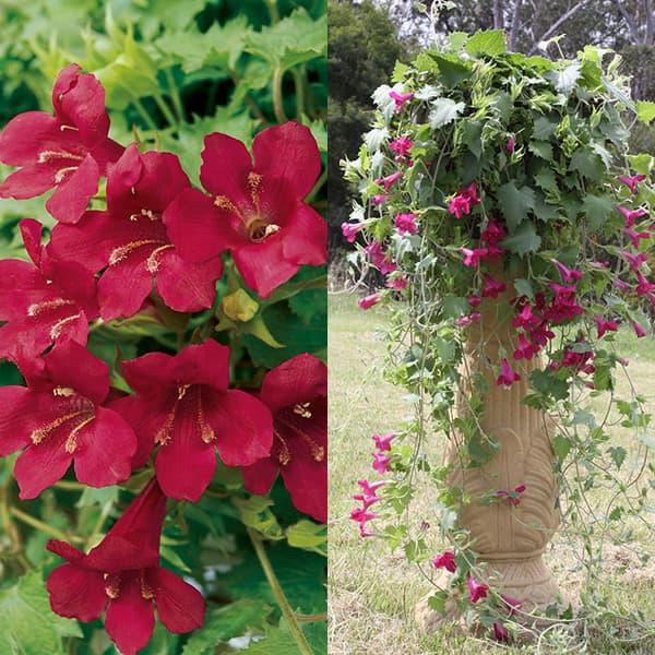 「ロフォス グランデ」は、大輪の花弁と旺盛な草姿が特徴のアサリナ属の植物です。従来のロフォスを大輪で生育旺盛な品種にリニューアルし、自分だけのアレンジを楽しめる、育てがいのある植物です。支柱やオベリスクに絡ませたり、高さを活かして枝垂れさせ...