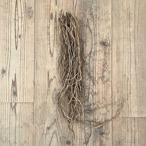 プロのアスパラ農家用に、大量の完熟堆肥を使用して育てられたとても大きな苗。品種は早生系の緑茎種です。根が非常に長く伸びているので、裸苗にてお届けいたします。お届け後は根を乾かさないように管理し、すぐに植えつけてください。15度以上の環境にな...