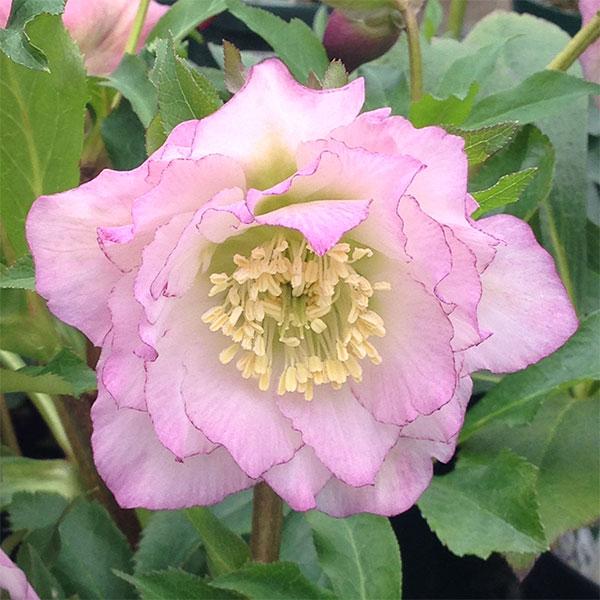 桃酔（とうすい）は、明るいピンク色の大輪ダブル。バイカラーで糸ピコが入ります。濁りの入らない明るい花色で、長く花の美しさを楽しめます。赤塚植物園オリジナル品種です。※詳しい商品説明は下のほうに記載があります