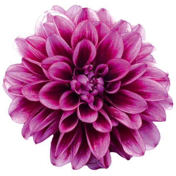 レディダリアは愛らしい花を次々に咲かせる小輪ダリア。病気に強く、花付がよく、次々に咲きます。開花が終わると花びらが自然に落ちるので、きれいです。生育旺盛で1株でたくさんの花が楽しめ、草丈がコンパクトで株姿がきれいにまとまります。花壇や鉢植え...