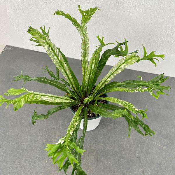 丈夫で管理が楽な観葉植物、アスプレニウムの珍しい斑入り株です。。丈夫な性質で耐陰性に優れています。シダ類の仲間なので、直射日光の当たらない場所が適しています。※詳しい商品説明は下のほうに記載があります