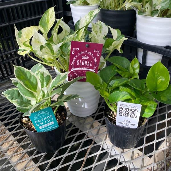 斑が美しいおしゃれなポトス3兄弟です。ポトスエンジョイからグローバルとグローバルグリーンが生まれました。それぞれの美しさの違いを楽しんで頂けると嬉しいです。※詳しい商品説明は下のほうに記載があります