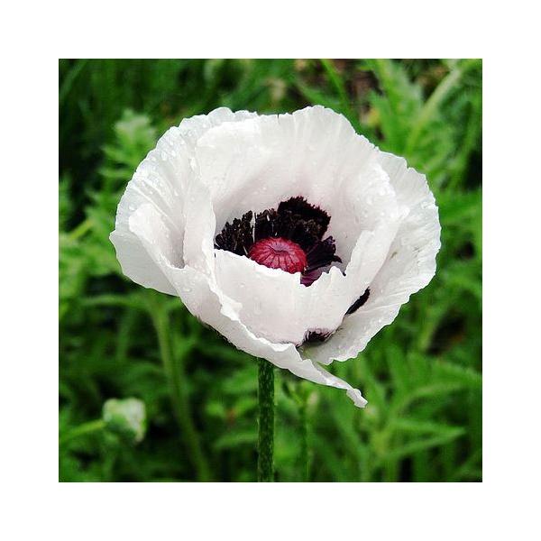 ★入荷から日数が経ったためセール価格となりました。商品の状態は画像と異なる場合があります。★初夏の花壇を色鮮やかに演出してくれるオリエンタルポピー。直径15cm前後の豪華な花と色合いの豊富さが魅力です。深裂した葉と茎に剛毛があるためオニゲシ...