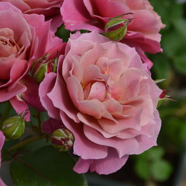 濃い茶色からベージュピンクのグラデーションが特徴的な花色のバラです。中輪房咲きの花を咲かせます。ティの微香があります。春から秋まで繰り返し開花し、夏場でも観賞価値を維持します。花持ちも良く、切り花にも向いています。樹勢が強く耐病性にも優れて...