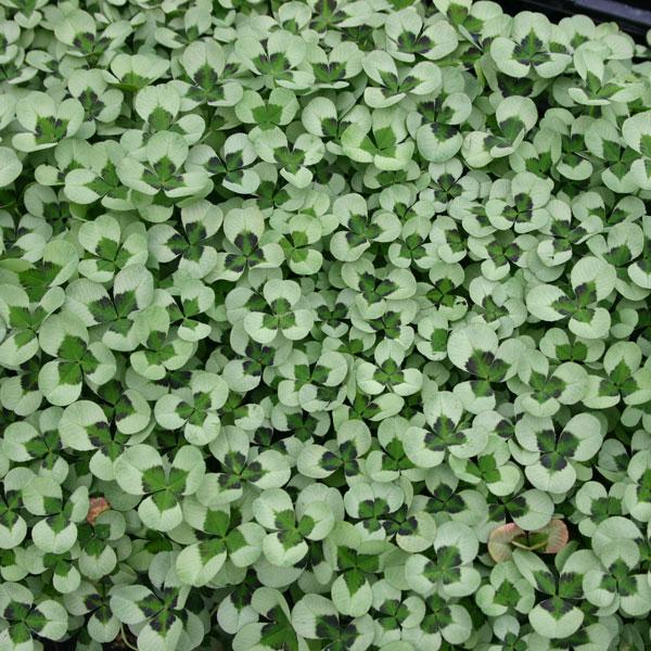 とてもかわいらしいクローバーです。葉色の彩りが美しく、単品植えはもちろん寄せ植えやハンギングにもおすすめです。丈夫で耐寒性が強く、冬も葉がしっかりしている品種なので、グランドカバーとしても重宝します。直射日光をよく当てることで、葉色の発色が...