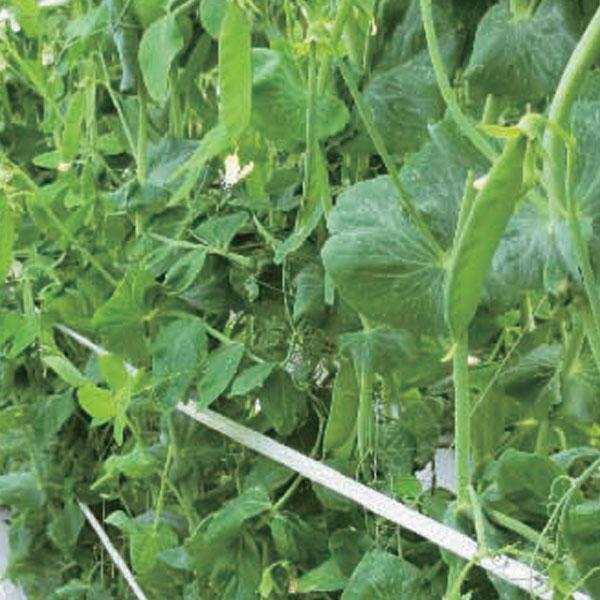 収穫のタイミングを普通の絹さやエンドウより数日遅らせて豆を少し膨らませた時が収穫適期です。草丈が低く、地際に近い節位から着莢する極早生種。普通に生育すれば1花房に2莢ずつつきますが、条件が良くなると1花房に3莢着く事もある超豊作種です。通常...