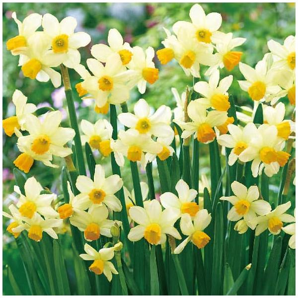 NHK趣味の園芸2026年2月号掲載 寄せ植えや花壇におすすめの、水仙のポット苗です。秋に植えこんだ球根をポットの中で根を張らせてから寒さに当てて休眠させ、出荷前にハウスで芽を出させたものです。しっかり根を張った苗でお届けしますので、お好み...