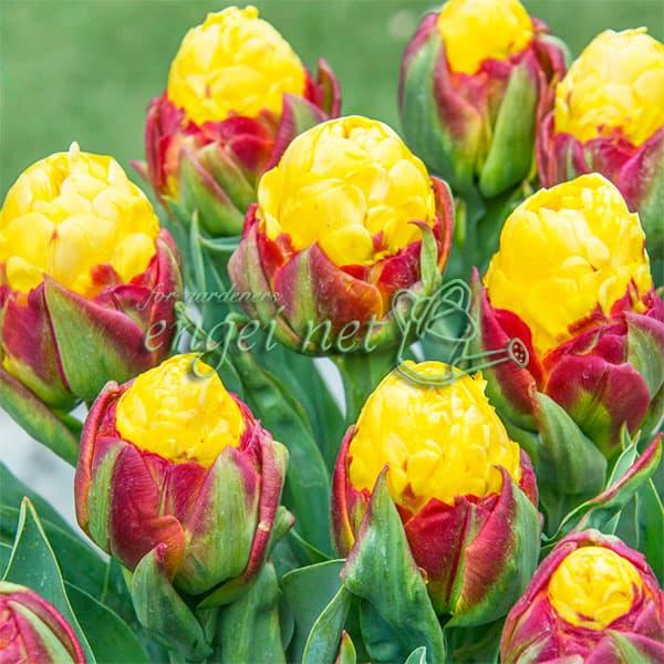 寄せ植えや花壇におすすめの、チューリップのポット苗です。秋に植えこんだチューリップの球根をポットの中で根を張らせてから寒さに当てて休眠させ、出荷前にハウスで芽を出させたものです。しっかり根を張った苗でお届けしますので、お好みの場所に植え替え...