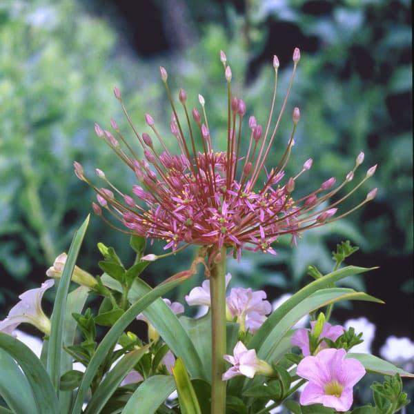 花火のような花を咲かせる草丈の低い球根植物 ★入荷から日数が経ったためセール価格となりました。商品の状態は画像と異なる場合があります。★シューベルティは線香花火のような花を広げるアリウムです。春先の萌芽時はキボウシに似て、生長期の葉色もソフ...