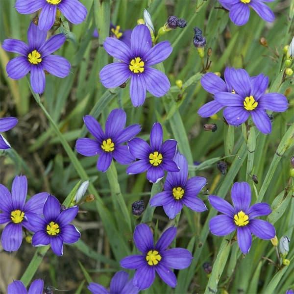 ルツェルンは、やや大輪で花付きの良い選抜種です。独特な透明感のある花が魅力的です。※詳しい商品説明は下のほうに記載があります