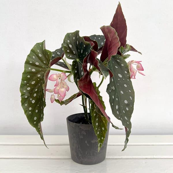 木立性ベゴニアは球根が無く茎が直立するベゴニア（多年草）です。葉の模様が美しく、春から晩秋まで繰り返し花を咲かせます。日陰に強いため屋内でも栽培でき、世界的に人気が高く交配が盛んで、数百種が流通しています。ホクトシチセイ（北斗七星）は、葉に...