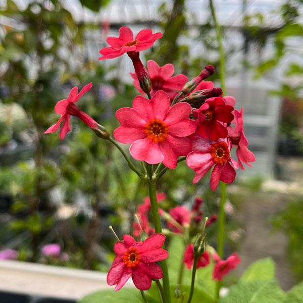 ピンクパンサーは信州産原種で、濃桃色花を咲かせます。もともと北海道から九州にかけての山麓付近の湿地帯に自生するサクラソウ科の植物で、他のプリムラにはない繊細な面持ちで、群生させると非常に見ごたえがあります。湿地や半日陰などの花を植えにくい所...