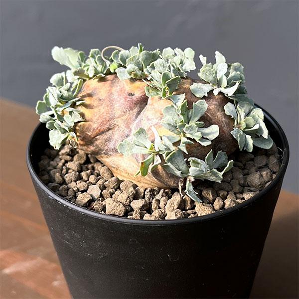 希少な冬型のキク科塊根植物のオトンナ：カカリオイデスの実生株です。小型の品種で、最大でも7〜8cm程度にしかなりません。塊根はショウガのようなころっとした形をしており、成長するにつれて分岐していきます。同じオトンナの仲間の中でも非常に成長が...