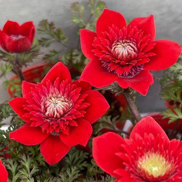 吹き詰め咲きアネモネ（フロレプレノ）は、衝撃の鮮赤色の八重咲品種です。雄しべと雌しべが完全に弁化したボリュームのある八重の花で、これぞ深紅といった人目を惹く花がとても豪華。地中海原産のコロナリアの選抜品種です。牡丹のような花を咲かせることか...