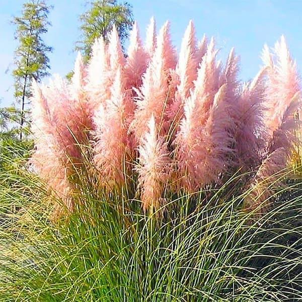 秋の景色に揺れる雄大なピンクの花穂。大型のパンパスグラスの桃花品種です。夏の終わりから秋にシルバーがかった淡いピンクの円錐花序をつけます。ふさふさした穂が秋風にゆれて雄大な景観を作ります。インパクトのある景観作りにご利用ください。切り花やド...