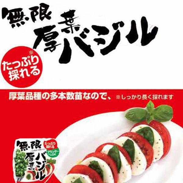 厚葉品種の多本数苗のため、しっかり長く採れます。イタリア料理やサラダには欠かせない、夏のハーブ。※詳しい商品説明は下のほうに記載があります