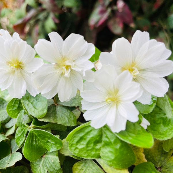 ミヤマカタバミは本州〜九州、ヒマラヤなどの山地に自生するカタバミ科の多年草。3〜4月に可憐な花を咲かせます。日光があたっていないと開花せず、夕方や曇りの日には花を閉じます。一般的なミヤマカタバミは一重花ですが、この品種は珍しい八重咲きです。...