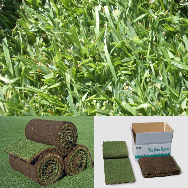 サッカー場や競技場、公園、家庭用芝として開発された西洋芝です。トールフェスク80%とケンタッキーブルーグラス20%のブレンドとなっているため、日陰、乾燥にも強い性質をもちます。※詳しい商品説明は下のほうに記載があります