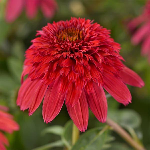 美しい八重咲きで分枝が良いダブルスクープシリーズ。花付きも良く、ボリュームのある株になります。切り花としてもおすすめです。※詳しい商品説明は下のほうに記載があります