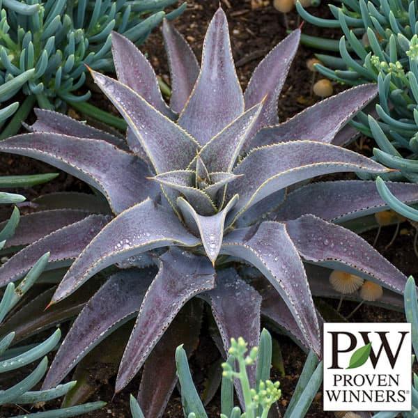 生育旺盛で草花のように栽培できるハイブリッドな多肉植物！アガベの仲間 PW 名前も株姿も個性的なアガベの仲間、マンガベ。新ジャンルのハイブリッド植物で、マンフレダとアガベの属間交配種です。 生育旺盛で、数カ月で何倍もの大きさに成長します。鉢...
