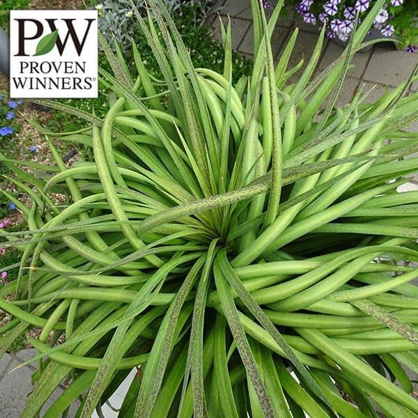 生育旺盛で草花のように栽培できるハイブリッドな多肉植物！アガベの仲間 PW 名前も株姿も個性的なアガベの仲間、マンガベ。新ジャンルのハイブリッド植物で、マンフレダとアガベの属間交配種です。 生育旺盛で、数カ月で何倍もの大きさに成長します。鉢...