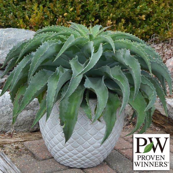 生育旺盛で草花のように栽培できるハイブリッドな多肉植物！アガベの仲間 PW 名前も株姿も個性的なアガベの仲間、マンガベ。新ジャンルのハイブリッド植物で、マンフレダとアガベの属間交配種です。 生育旺盛で、数カ月で何倍もの大きさに成長します。鉢...