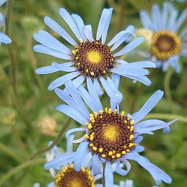 キングフィッシャー デージーは、ブルーデージーやフェリシアと同属で南アフリカに自生している植物です。美しいブルーの花が咲きます。※詳しい商品説明は下のほうに記載があります