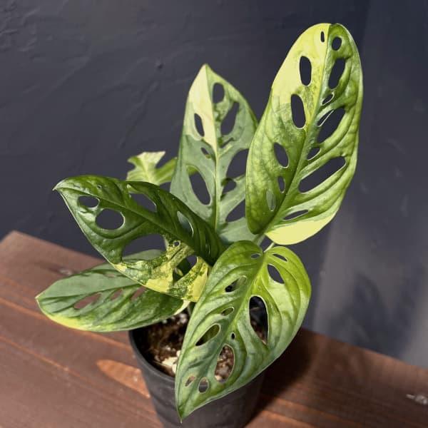 ★入荷から日数が経ったためセール価格となりました。商品の状態は画像と異なる場合があります。★しっかり黄斑が入ったマドカズラが入荷しました！最初はうっすらと入った斑が徐々に濃くなりしっかりとした黄色斑が入ります。マドカズラ（窓鬘）は名前の通り...