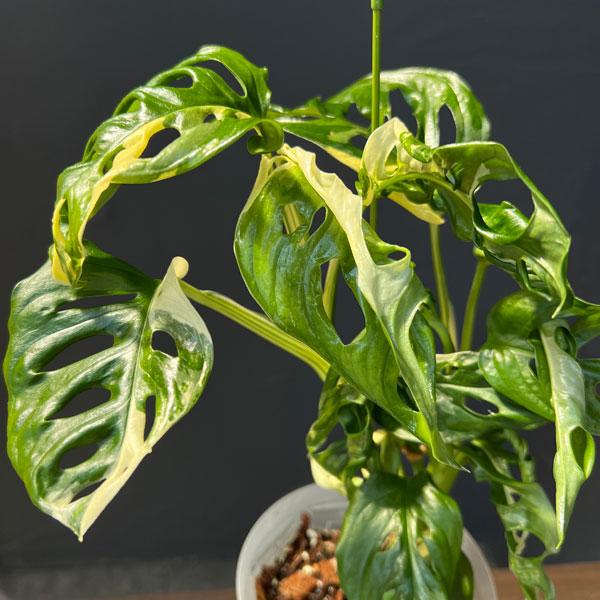 ★現品販売★しっかり斑が入ったマドカズラが入荷しました！ステムもきれいに斑が入り将来性は抜群です！マドカズラ（窓鬘）は名前の通り、葉に窓のような穴があくモンステラの仲間です。葉に穴があくのは、熱帯雨林のスコールにあたって葉が破れないようにす...