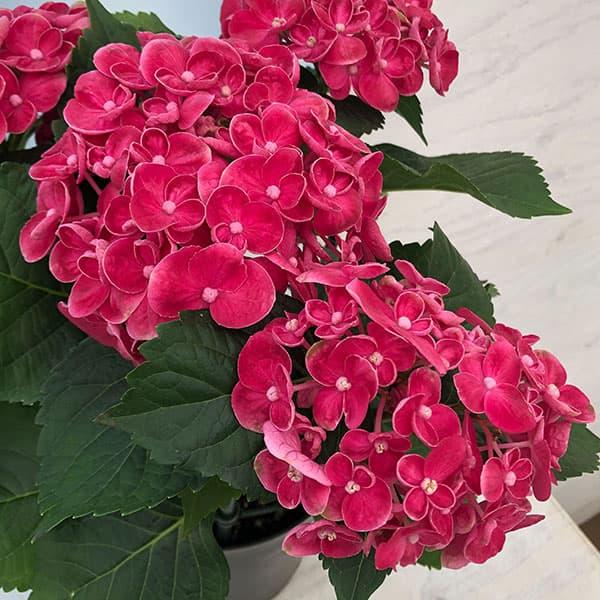 ★この商品は苗木です★カーリーウーリーは花弁がカールする紫陽花。発色のよい手毬咲きです。華やかで色鮮やかな大輪の花で、人気品種です。庭に植えられる丈夫で美しい西洋アジサイ、HBAシリーズの品種です。HBA(オランダ・ドイツ合同紫陽花協会）が...