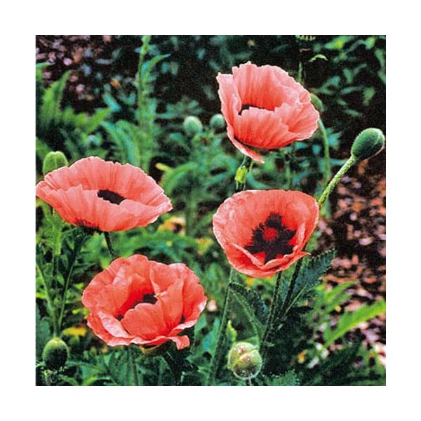 ★入荷から日数が経ったためセール価格となりました。商品の状態は画像と異なる場合があります。★初夏の花壇を色鮮やかに演出してくれるオリエンタルポピー。直径20cmの豪華な花はまさに妖艶の極地といえます。深裂した葉と茎に剛毛があるためオニゲシの...