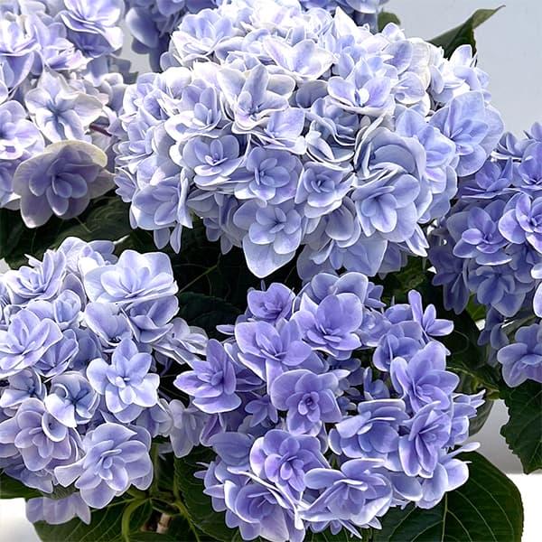 ★花終わりのため特価です。ギフトにはご利用いただけません。切り戻してのお届けとなる場合があります★★入荷から日数が経ったためセール価格となりました。商品の状態は画像と異なる場合があります。★「月影（ゲツエイ）」は、福岡県のアジサイ生産者団体...