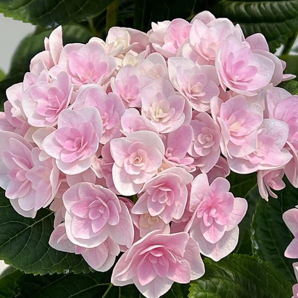★花が咲き進んでいるため特価です。ギフトにはご利用いただけません。花を切り戻してのお届けとなる場合があります★★入荷から日数が経ったためセール価格となりました。商品の状態は画像と異なる場合があります。★「月影（ゲツエイ）」は、福岡県のアジサ...