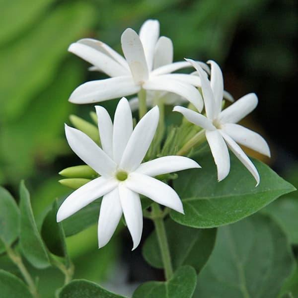 マルチフロルム 香りのよさ、花の美しさで人気のジャスミン。この品種は、インド&amp;#12316;東南アジアの熱帯アジア原産の品種です。茎や葉柄、がくは褐色の毛で覆われます。花弁の丸い花を咲かせます。秋〜春咲きです。香水の原料に利用されま...