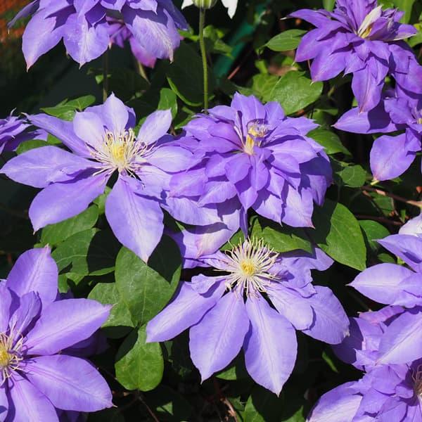 見ごたえのある花が4月末から5月に開花する品種です。前年の古枝に花芽を作り、春に一斉に開花する一季咲き。つるを誘引することで、フェンス、アーチ、鉢植えなどでアレンジが楽しめます。株が充実すると八重咲になります。※詳しい商品説明は下のほうに記...