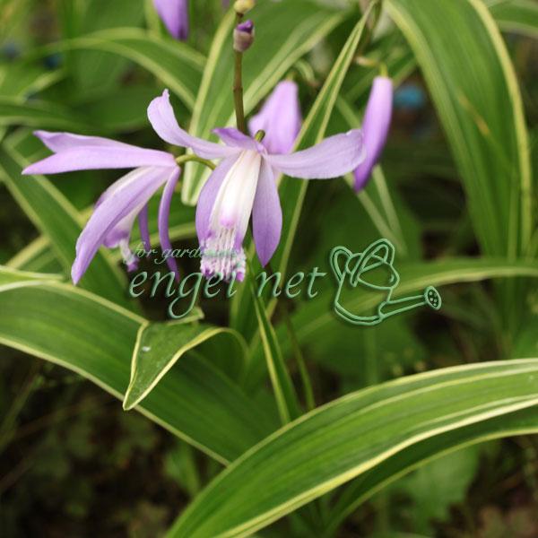 シランの仲間で、美しい青花品種。葉に白覆輪の斑が入るタイプです。シラン（紫蘭）は、日本原産のランの仲間です。寒さ暑さに比較的強くて育てやすく、上品で美しい多年草で、鉢植えや和風花壇の縁取りなどに人気です。半日陰でも元気に生育しますので、シェ...