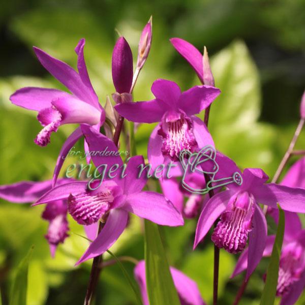 シラン（紫蘭）は日本原産のランの仲間です。寒さ暑さに比較的強くて育てやすく、上品で美しい多年草で、鉢植えや和風花壇の縁取りなどに人気です。グランドカバーとして、あるいは半日陰の庭などにおすすめです。本品は濃い紫色の品種です。※詳しい商品説明...