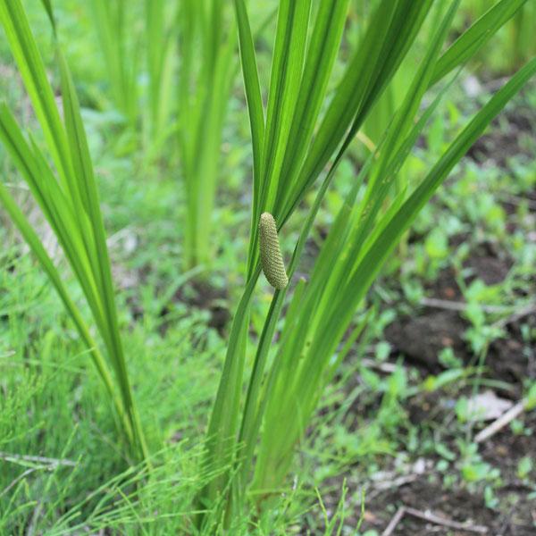 水生植物・抽水植物 ★入荷から日数が経ったためセール価格となりました。商品の状態は画像と異なる場合があります。★ニオイショウブ、ハショウブと呼ばれる多年草の抽水植物で浅水中や湿地に生育する植物です。5月の端午の節句に菖蒲湯として、葉を切って...
