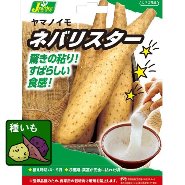 「とろろ」はもちろん、煮ても、焼いても、レンジでも！まさに万能ヤマノイモ！あの「シルクスイート」を作出したカネコ種苗(株)がオススメする期待の品種です。「ネバリスター」はヤマトイモ(イチョウイモ)とナガイモを人工交配した品種。粘度は従来のナ...