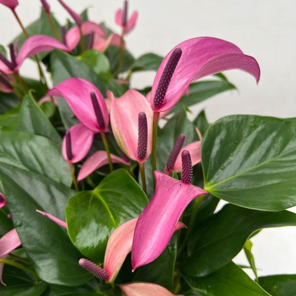 上品な淡い紫色のアンスリウム　ジズー。人気品種です。キュッとしまった、バランスの良い仕立てが特徴です。小さな鉢の中で次々に花を咲かせるので、可憐なテーブルフラワーとして楽しめます。本品はイージーケアポットという底面給水鉢に植え込まれており、...