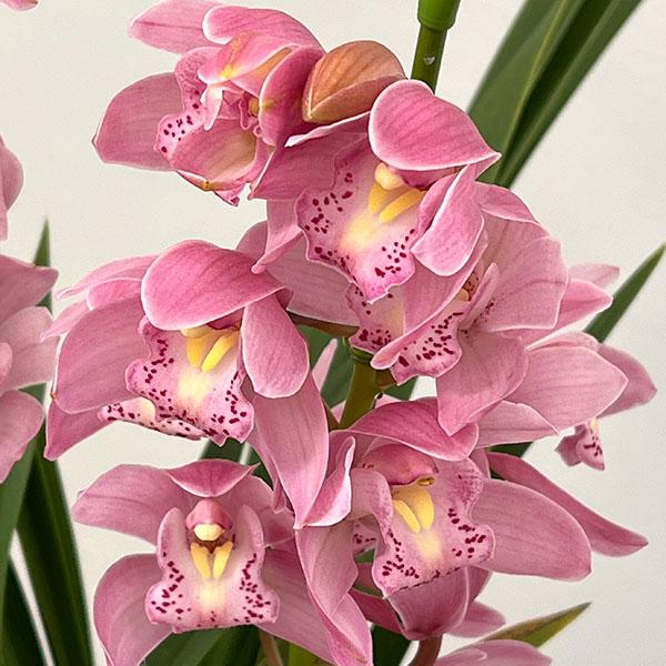 ★入荷から日数が経ったためセール価格となりました。商品の状態は画像と異なる場合があります。★長く楽しめる小型のシンビジュームの鉢植えです。テーブルの上に乗せて鑑賞できるほどの愛らしさ。上手に管理すれば2ヶ月近くお花を楽しむことができます。「...