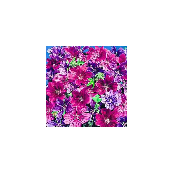 種　タネ　豊かな紫色から藤色や青色などの色合いの花を咲かせる多年草、マルバです。シルクのような質感の大型の花が沢山咲く品種。草丈が高いのでボーダーの後ろ部分の植栽に最適です。暑さ・寒さに強く強健です。※詳しい商品説明は下のほうに記載があります