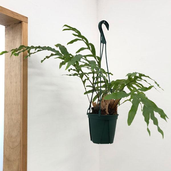 ★葉傷みあるため特価　これからの季節きれいな葉がでてきます★ドリナリア クエルシフォリアはインド・中国南部などが原産地の着生シダの仲間です。乾燥した樹上で生活するため、ユニークな形の枯れたような泥除け葉をもち、この中に落ち葉などをためてで貯...