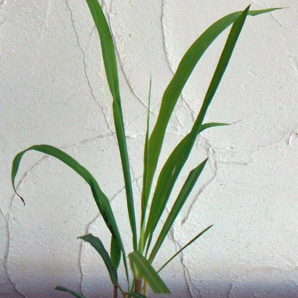 レモングラスは熱帯アジアに自生するススキの1種で、レモンの香りがします。トムヤンクンなどのタイ料理には欠かせない香草です。石鹸やリンス、香水、キャンディの香り付けにも使われます。暑さには大変強く、夏の間はよく成長して大株になります。寒さには...