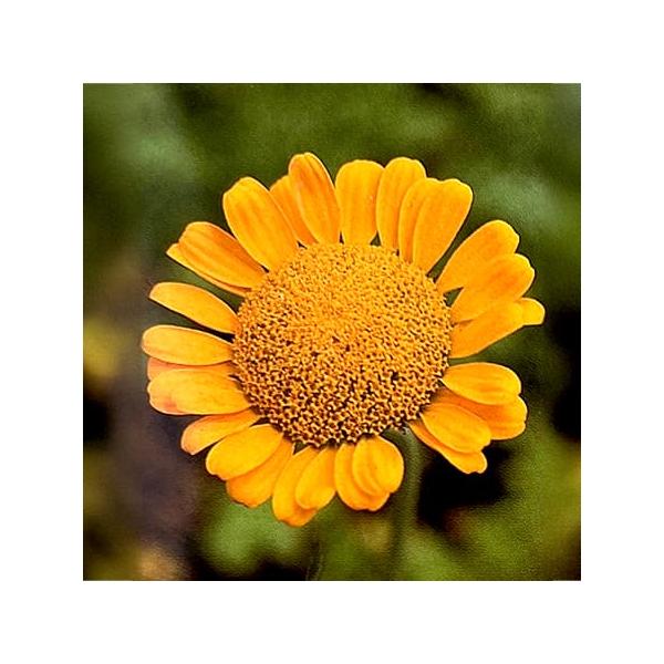 ハーブティー・ポプリ・ドライフラワー・染色に オレンジカモミールは地中海沿岸原産の耐寒性多年草で、直径2cmほどの黄色〜オレンジ色のマーガレットのような花を咲かせ、花に触れると甘いリンゴのような香りがするハーブです。香りがあるのは花のみで、...